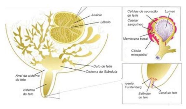 Como acontece a sintese do leite na glandula mamária? | Blog